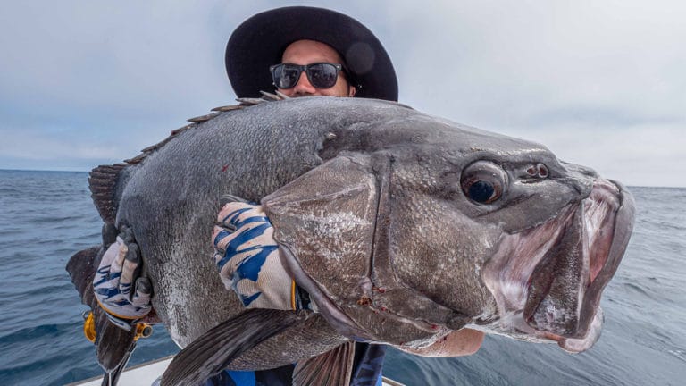 Three Kings Islands - Pelagic Charters