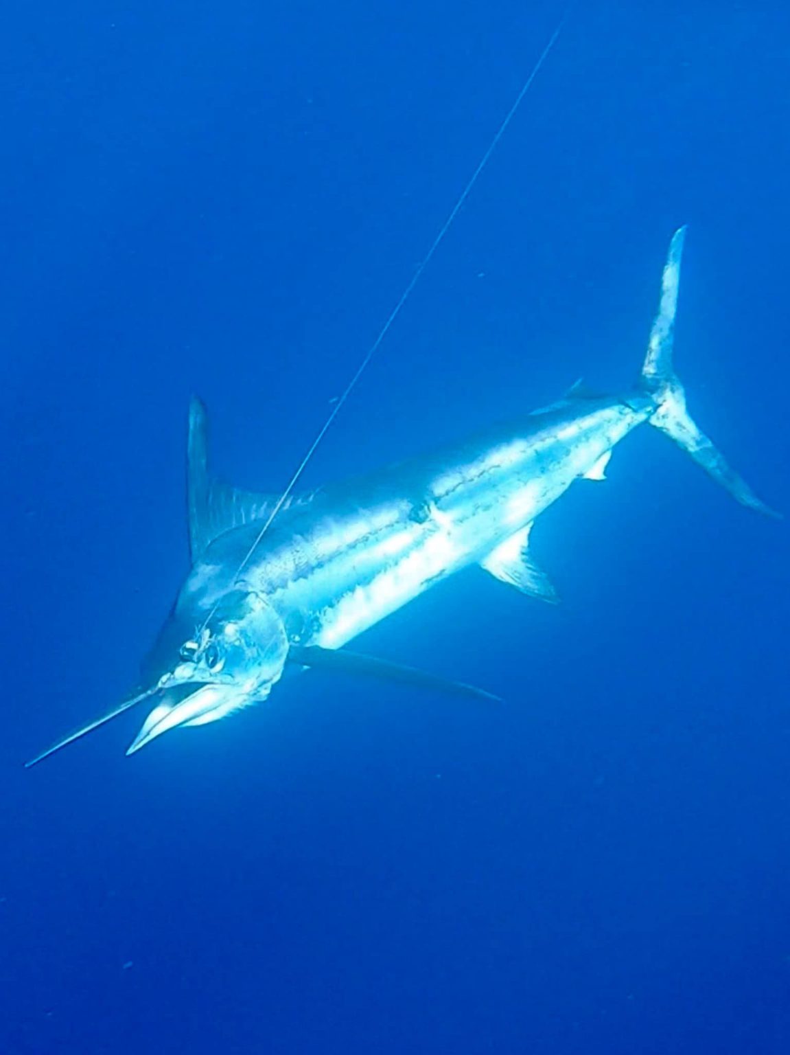 Fish Info and Seasons – Pelagic Charters