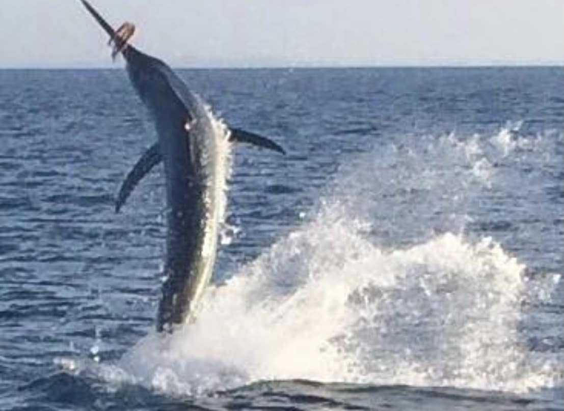 Black Marlin – Pelagic Charters