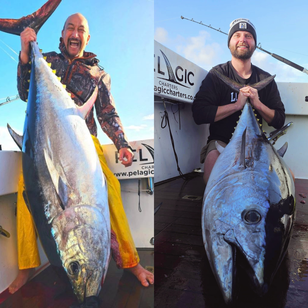 Bluefin Tuna – Pelagic Charters