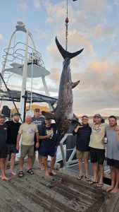 Pelagic Charters – Marlin, Tuna and Kingfish Fishing Charters plus a ...